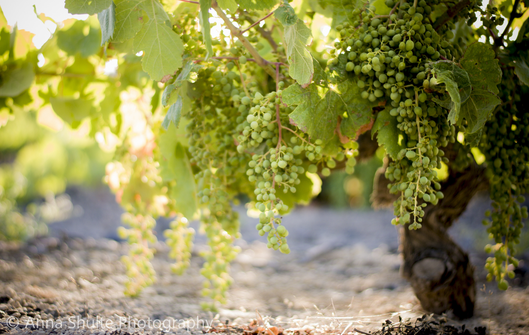 Santorini grapes – SANTORINI PHOTOGRAPHER ANNA SULTE
